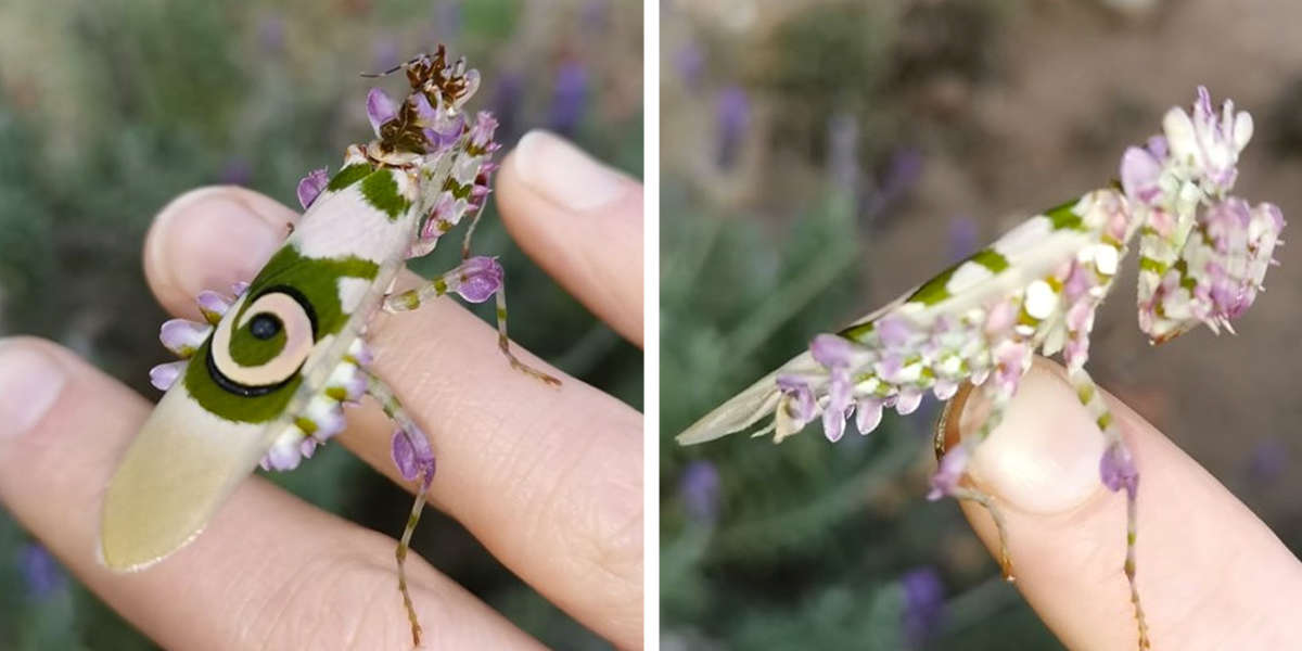 Woman Finds An Incredible Bug Who's Almost Too Beautiful To Be Real ...
