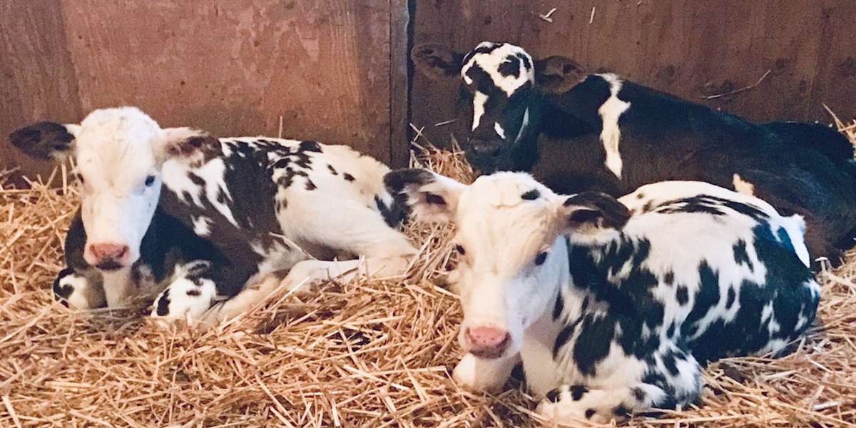 Baby Cows Are So Happy To Run Wild With Rescued Animals - Videos - The Dodo