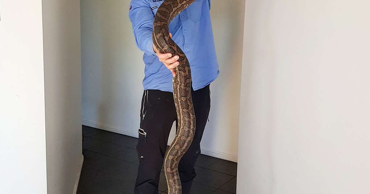 Family Finds Huge Snake In Bedroom Closet - The Dodo