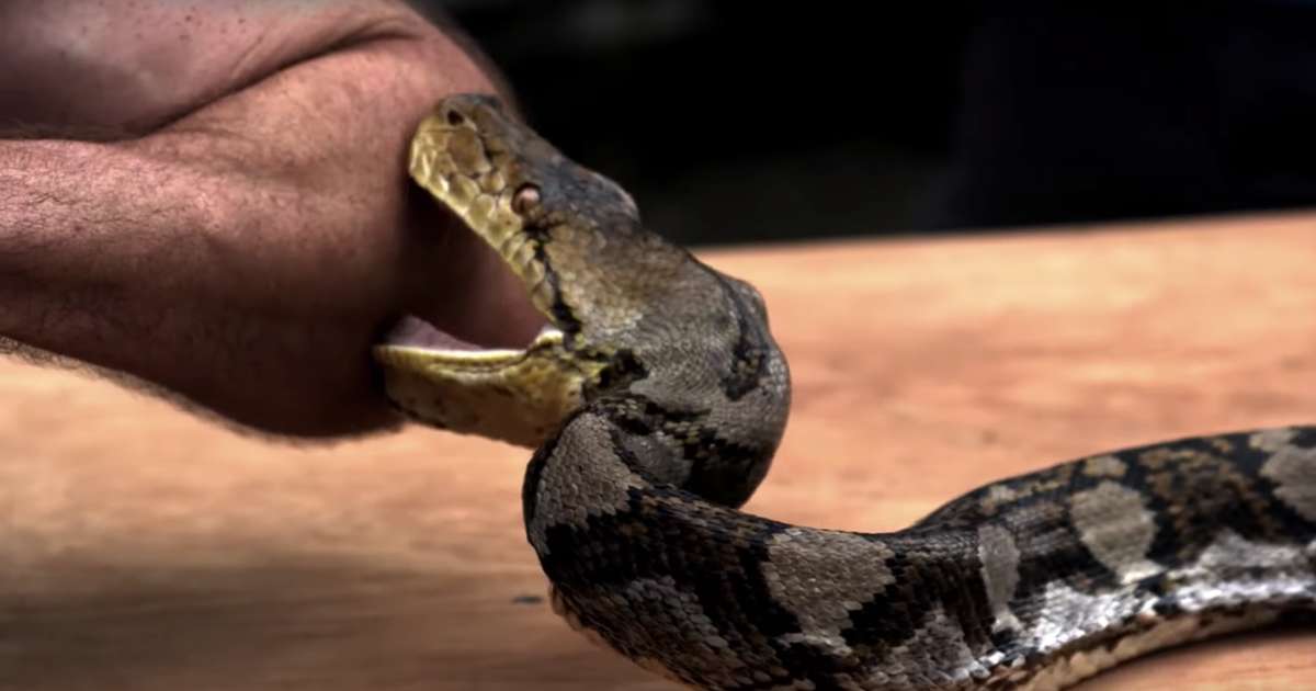 Adam Thorn Lets a Python Bite Him on Purpose for New Kings of Pain Show ...