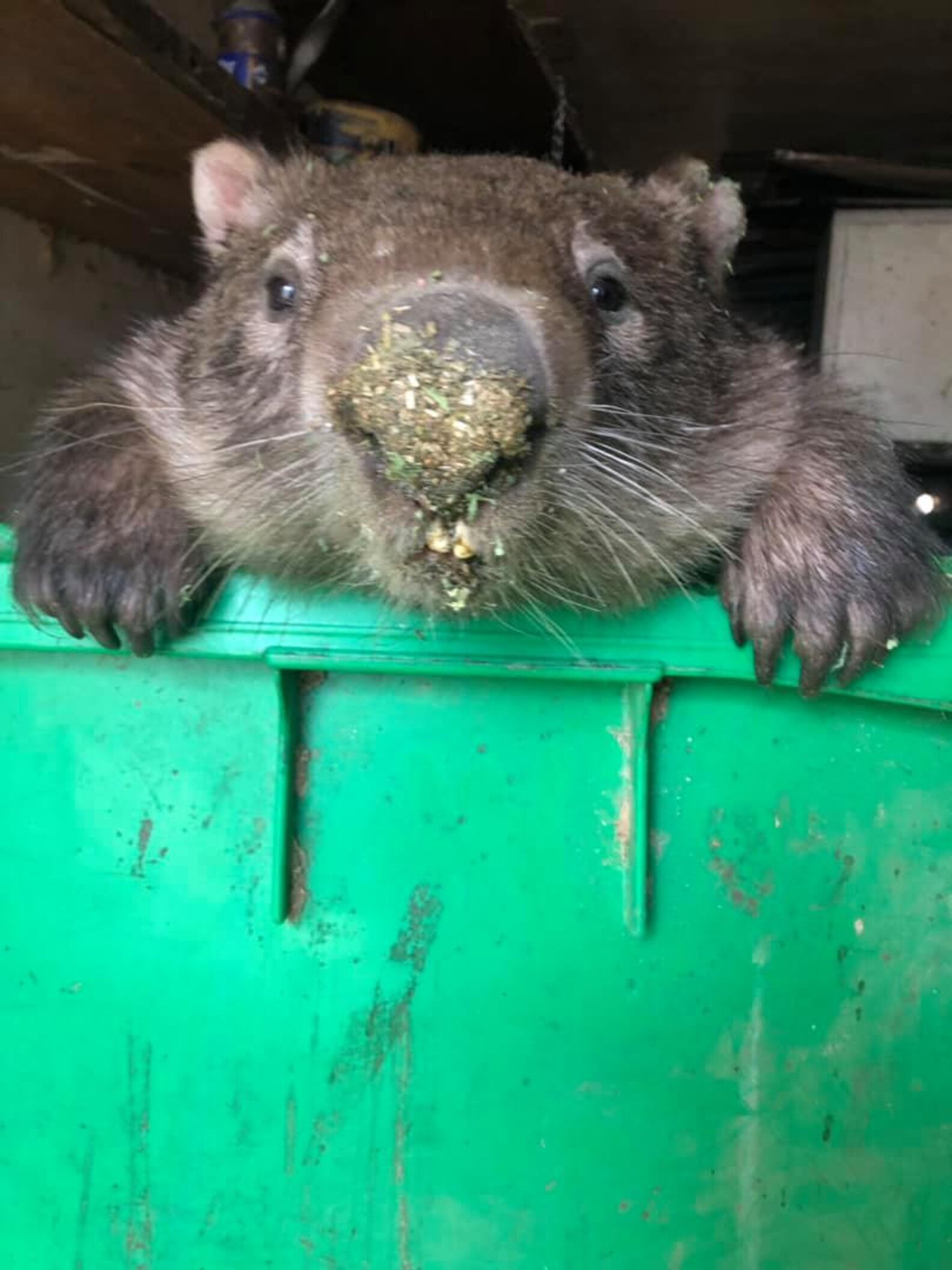 Hungry Wombat Breaks Into Food Bins - The Dodo