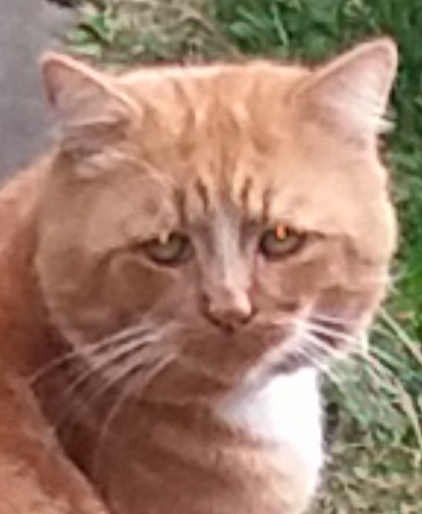 Woman Out For A Stroll Runs Into The World's Saddest-Looking Cat - The Dodo