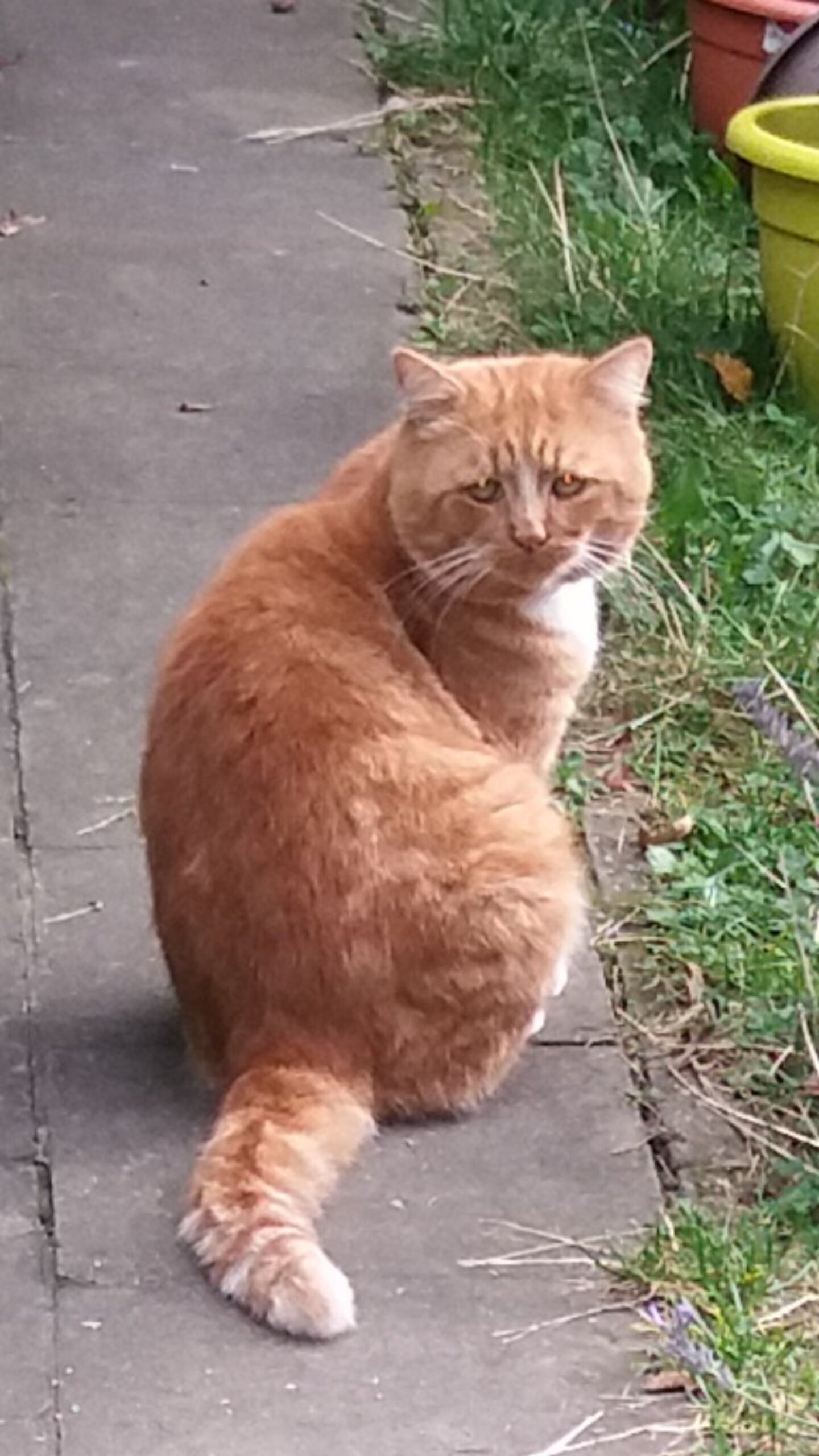 Woman Out For A Stroll Runs Into The World's Saddest-Looking Cat - The Dodo