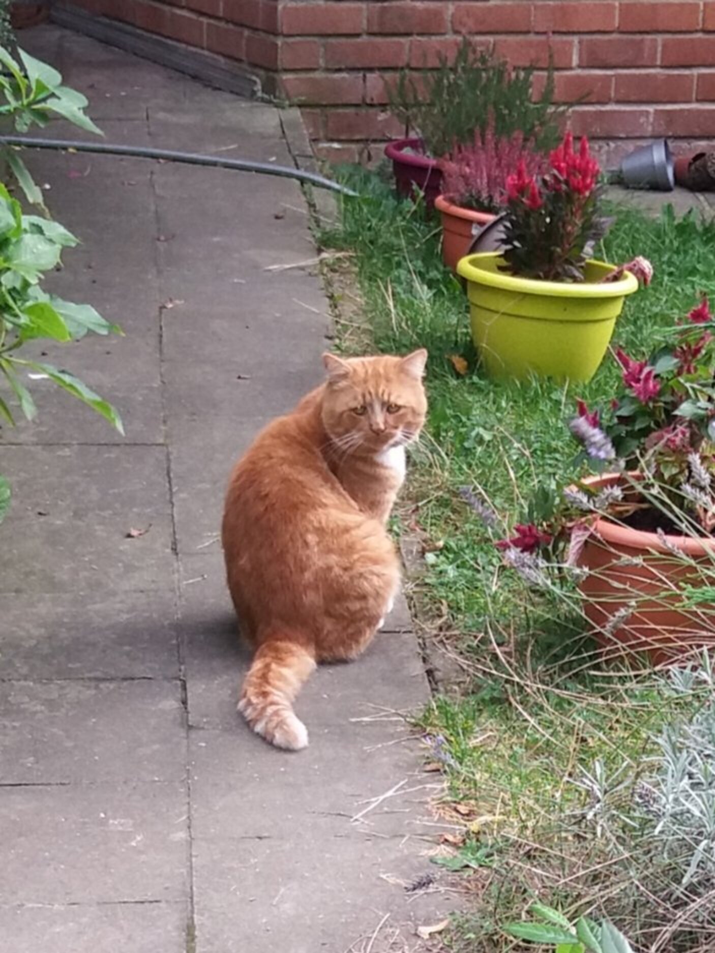 Woman Out For A Stroll Runs Into The World's Saddest-Looking Cat - The Dodo
