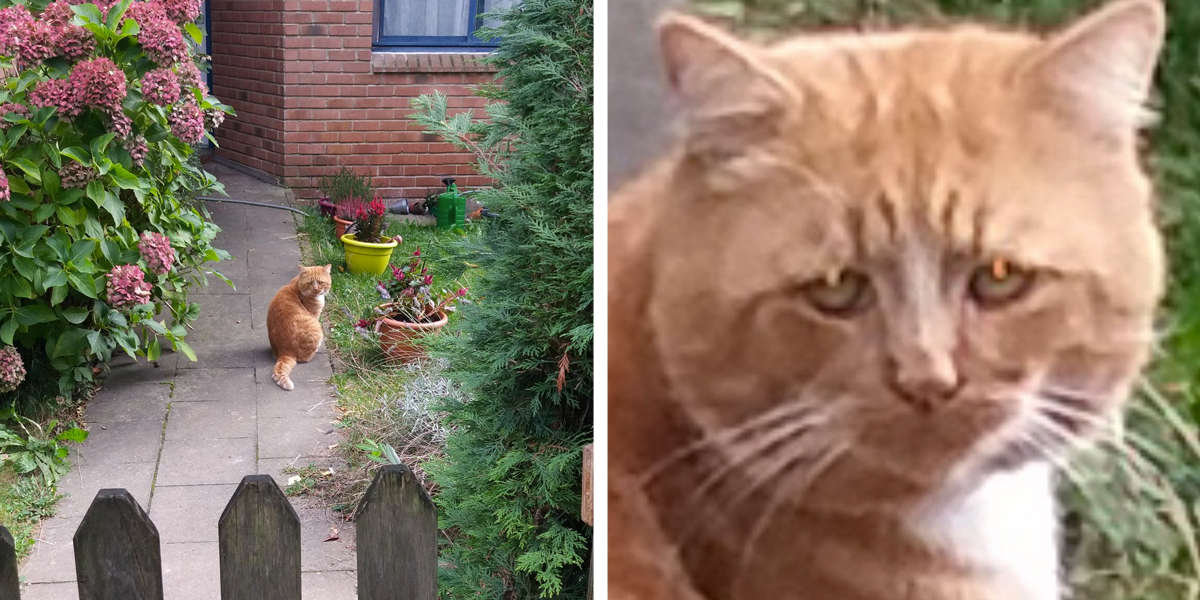 Woman Out For A Stroll Runs Into The World's Saddest-Looking Cat - The Dodo