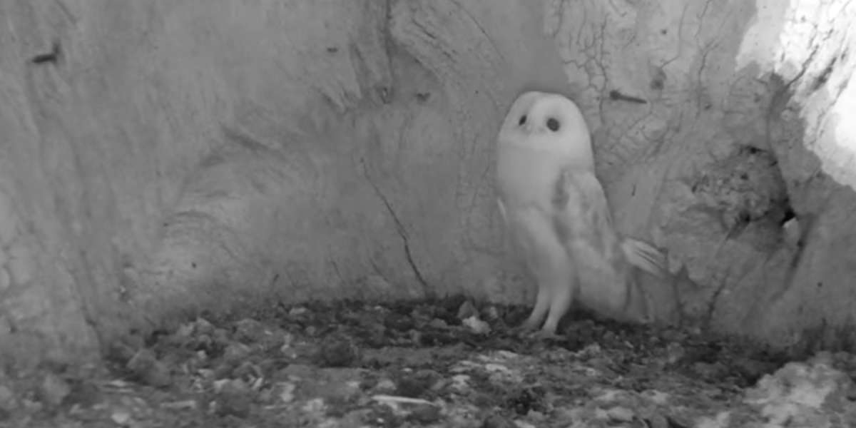 Watch This Baby Barn Owl Hear Thunder For The First Time - The Dodo