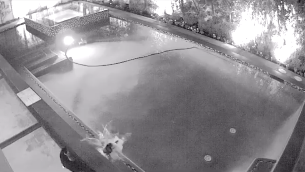 Cat Caught on Security Camera Pushing Other Cat Into Pool - Thrillist