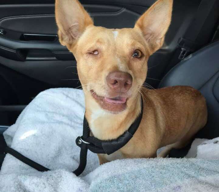 Little Corgi Hugs Her Rescuer After Being Saved From Shelter - The Dodo
