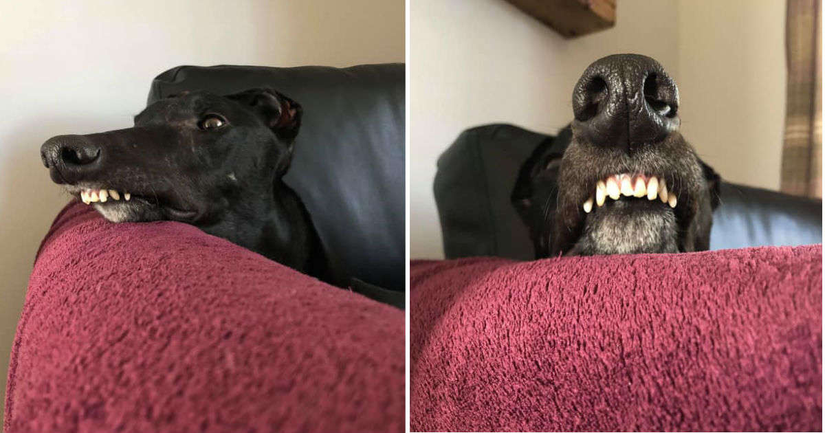Greyhound With Big Overbite Is Up For Adoption In England - The Dodo