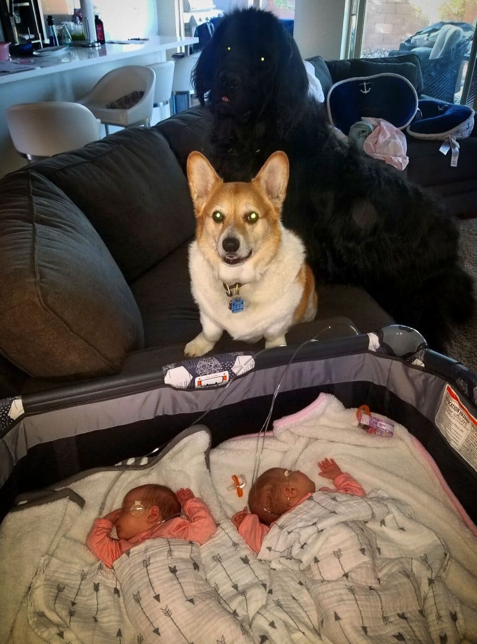 Dog Watches Over Newborn Twin Sisters - The Dodo