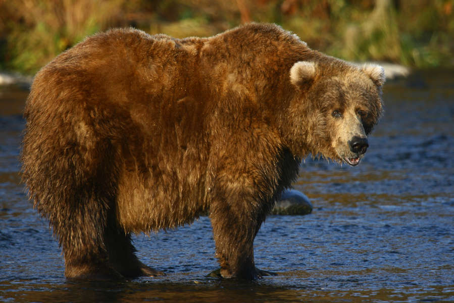 Fat Bear Week 2019: Katmai National Park's Bear Competition Is Back ...