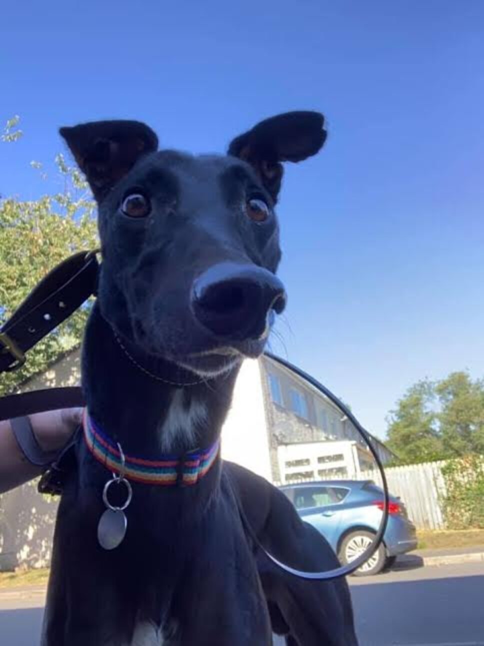 Greyhound With Big Overbite Is Up For Adoption In England - The Dodo