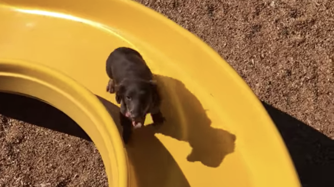 Dachshund Puppy Attempts to Climb Slippery Slide in Adorable Video ...