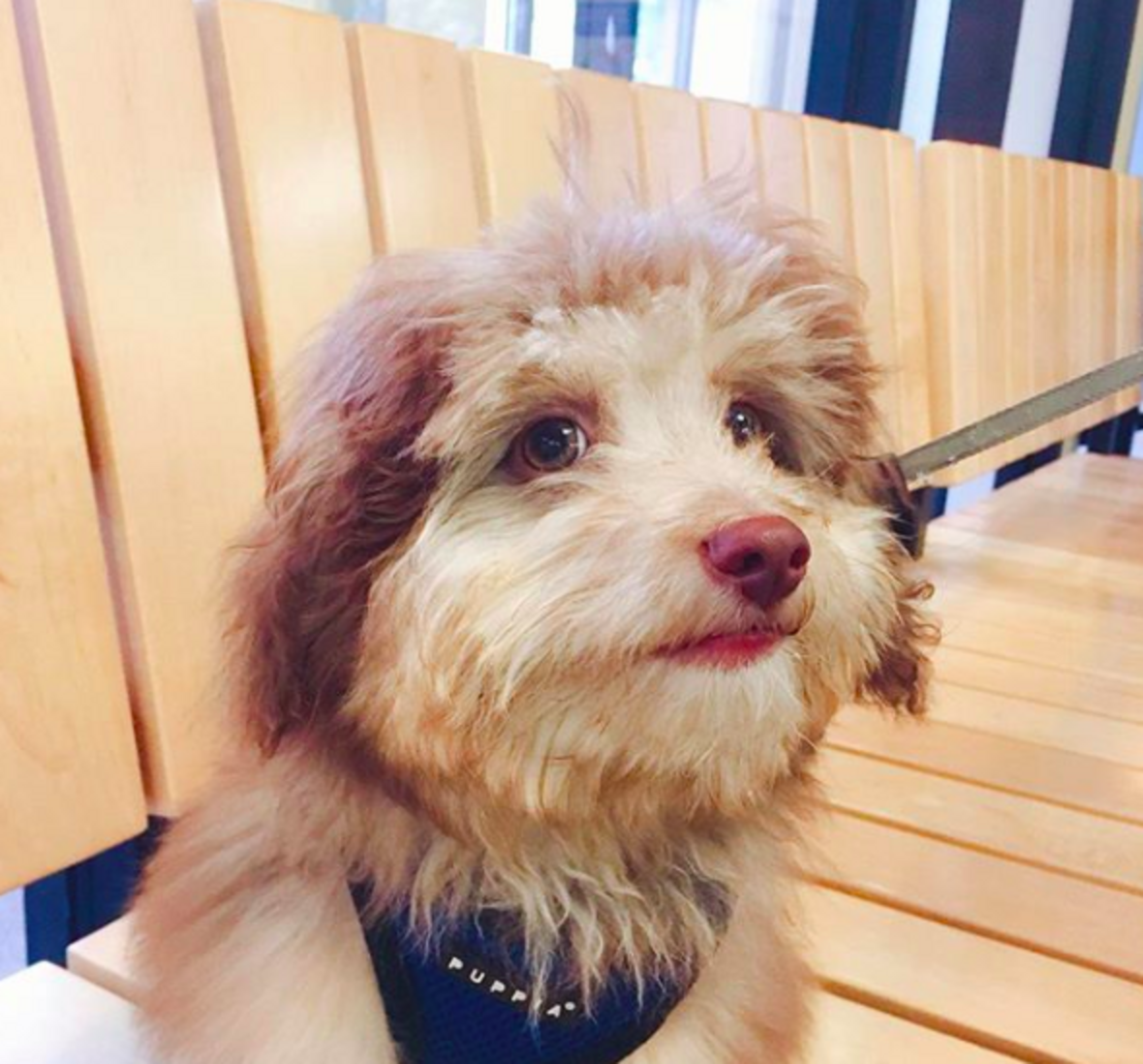 Dog Has A Unique Face That Resembles A Human - The Dodo