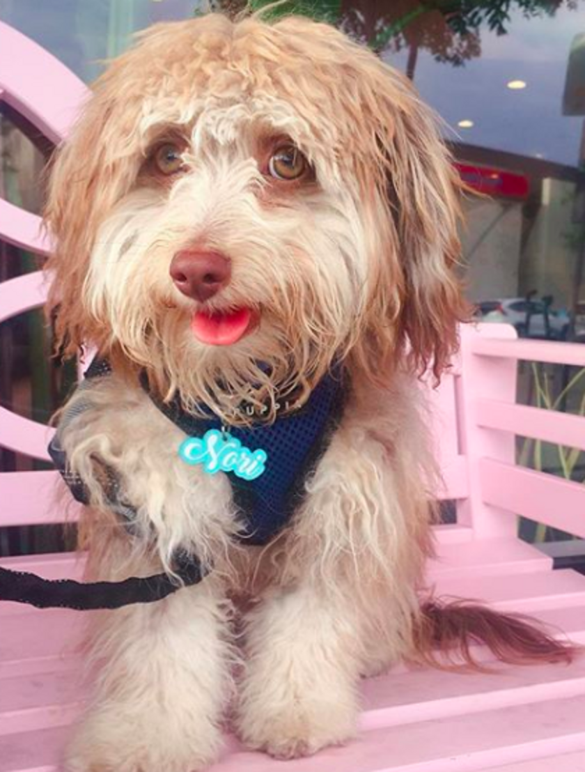 Dog Has A Unique Face That Resembles A Human - The Dodo