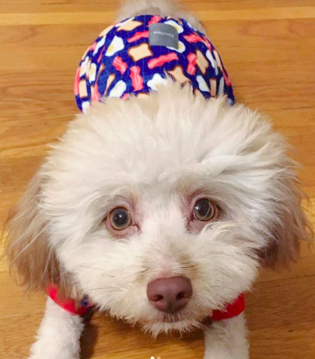 Dog Has A Unique Face That Resembles A Human - The Dodo
