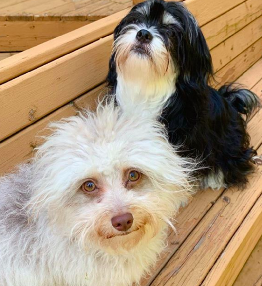 Dog Has A Unique Face That Resembles A Human - The Dodo