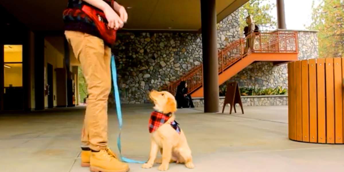 How A Tiny Puppy Grows Up To Be A Service Dog - Videos - The Dodo
