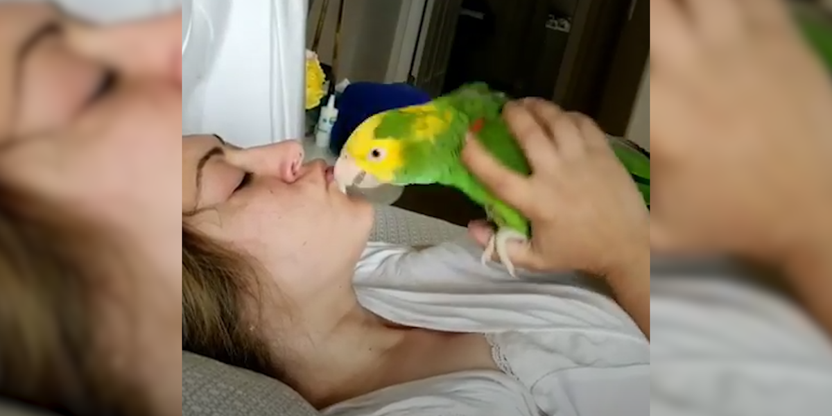 Loyal Parrot Is His Mom's Lifetime Companion - Videos - The Dodo