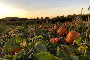 Best Pumpkin Patches Near NYC in 2019: Pumpkin Picking in NY, NJ and CT ...