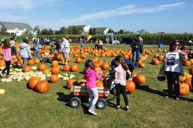 Best Pumpkin Patches Near NYC in 2019: Pumpkin Picking in NY, NJ and CT ...