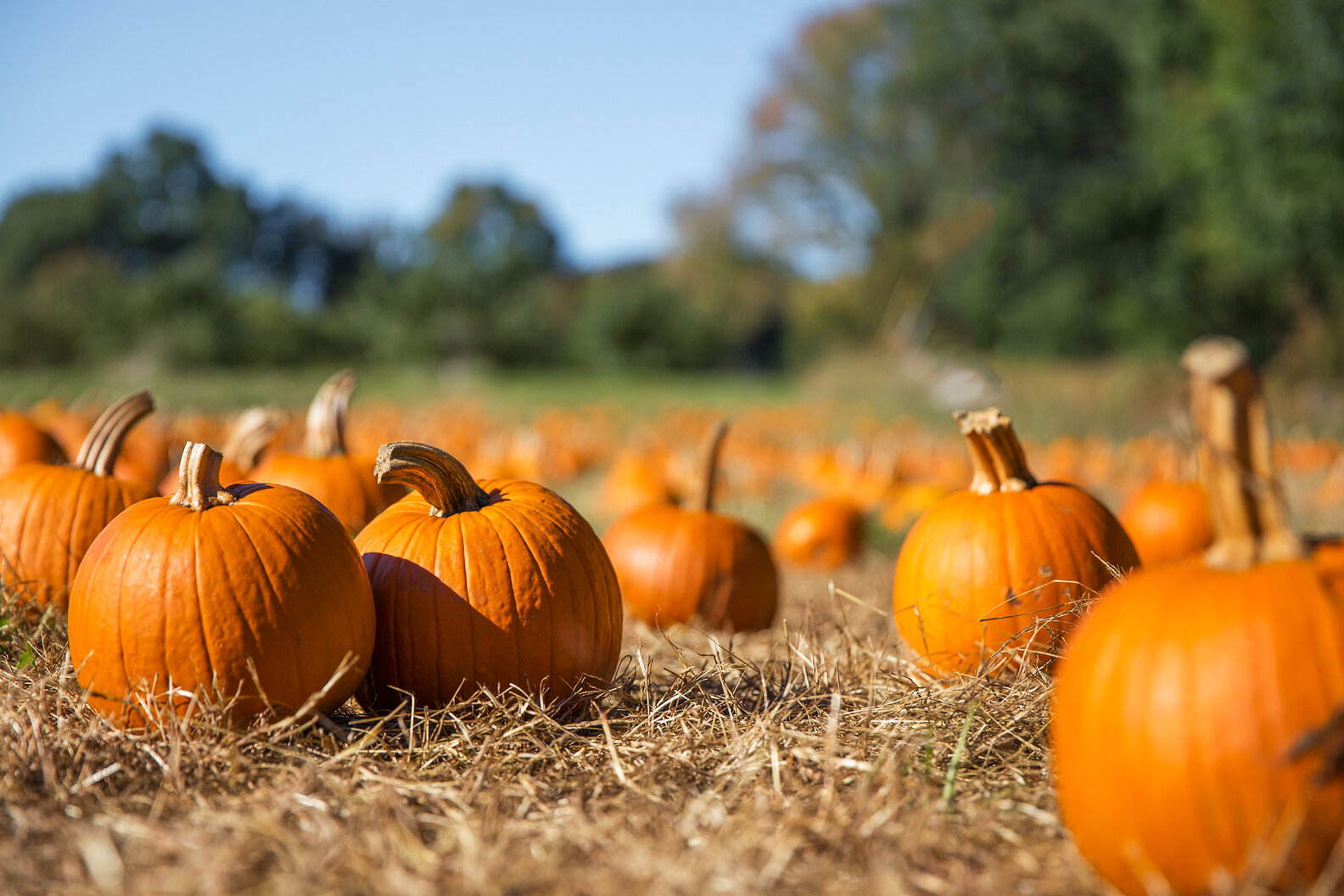 Best Pumpkin Patches Near NYC in 2019: Pumpkin Picking in NY, NJ and CT ...
