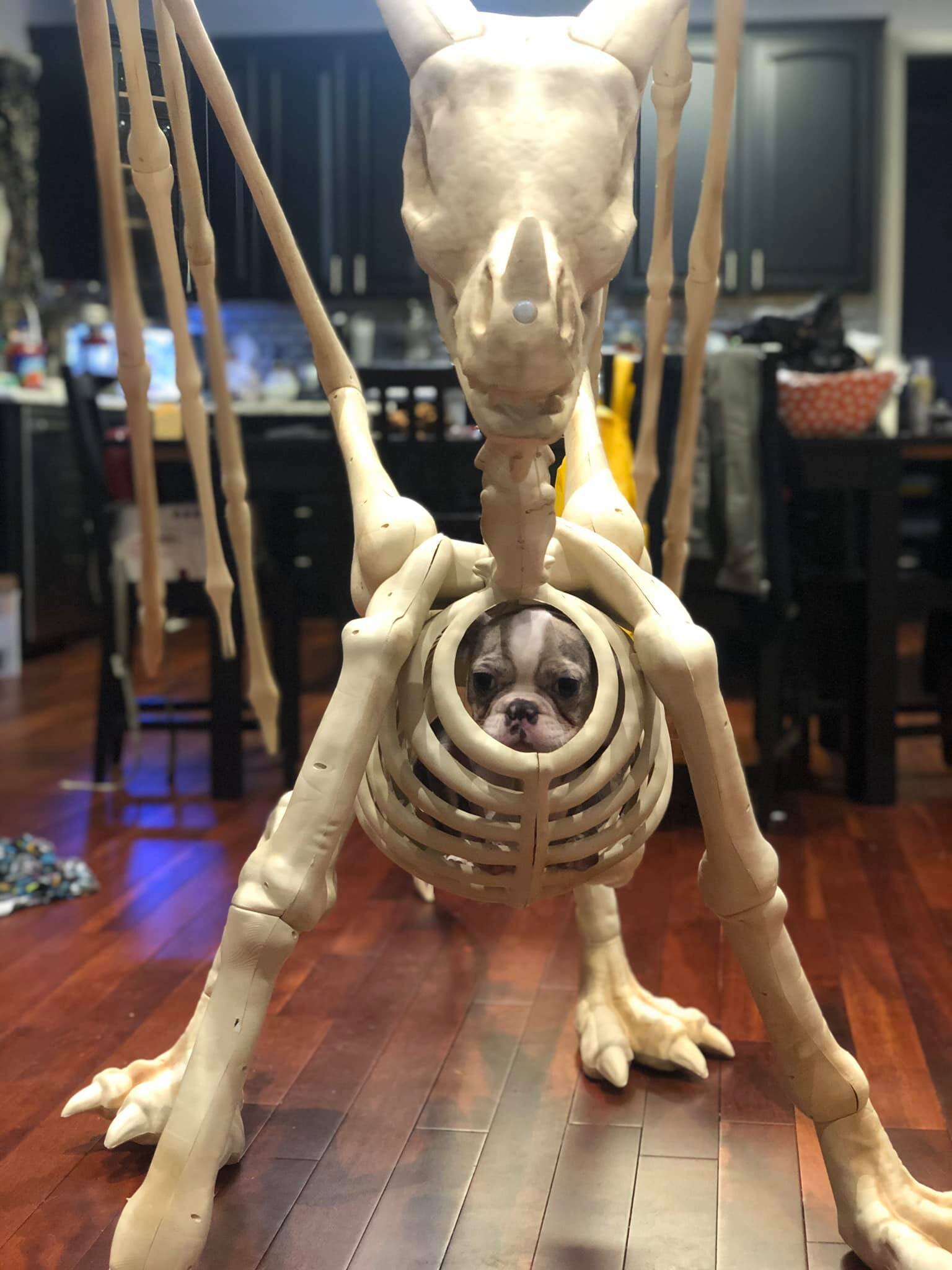 Dog Climbs Inside Halloween Prop - The Dodo