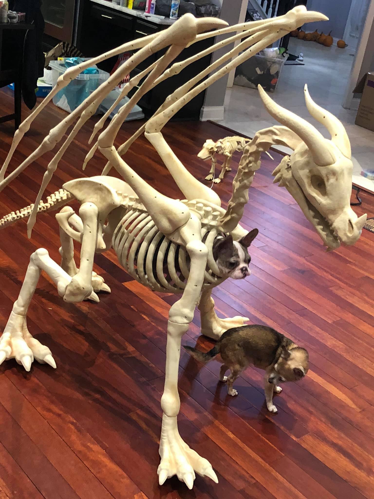 Dog Climbs Inside Halloween Prop - The Dodo