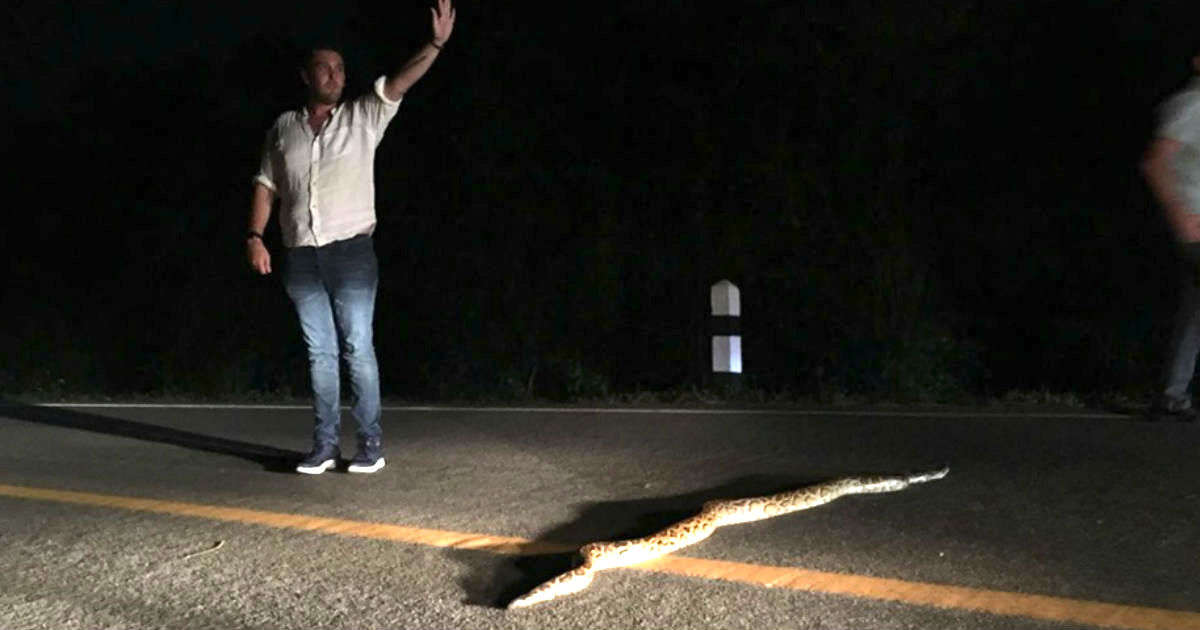 Guy Saves Python Trying To Cross Road In Thailand - The Dodo