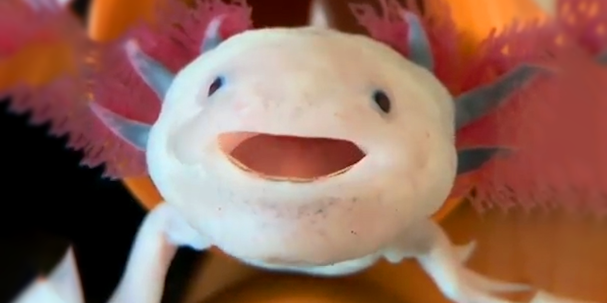 Axolotls Have The Cutest Yawns - Videos - The Dodo
