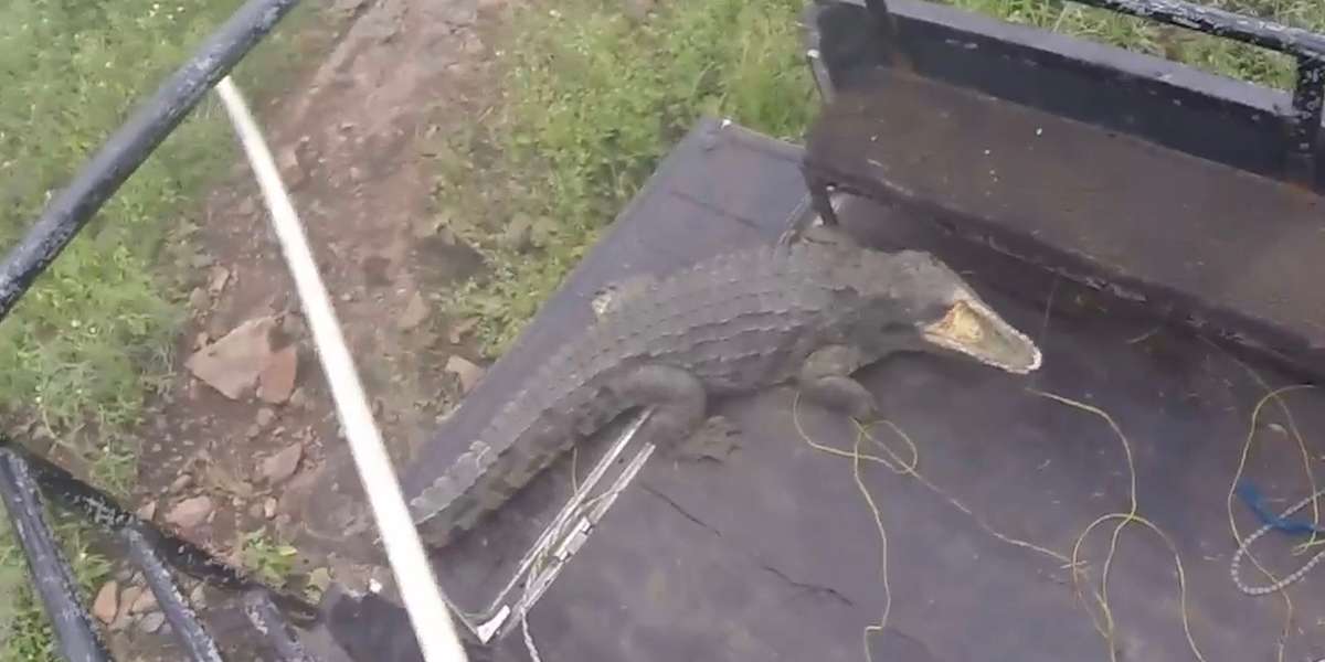 Watch This Scared Crocodile Get A Second Chance At Life - Videos - The Dodo