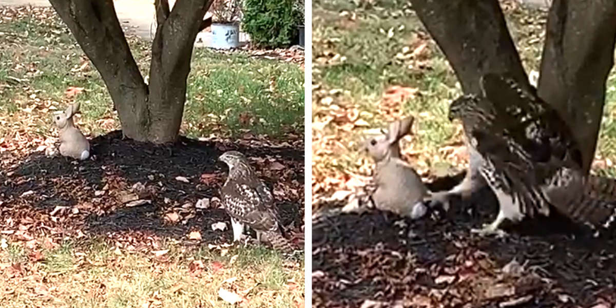 Hawk Can't Understand Why This Little 'Bunny' Isn't Scared Of Him - The ...