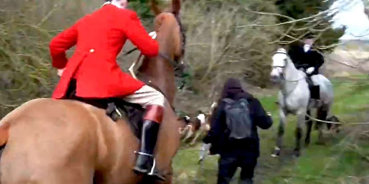 The Ridiculous Truth Behind Fox Hunting - Videos - The Dodo