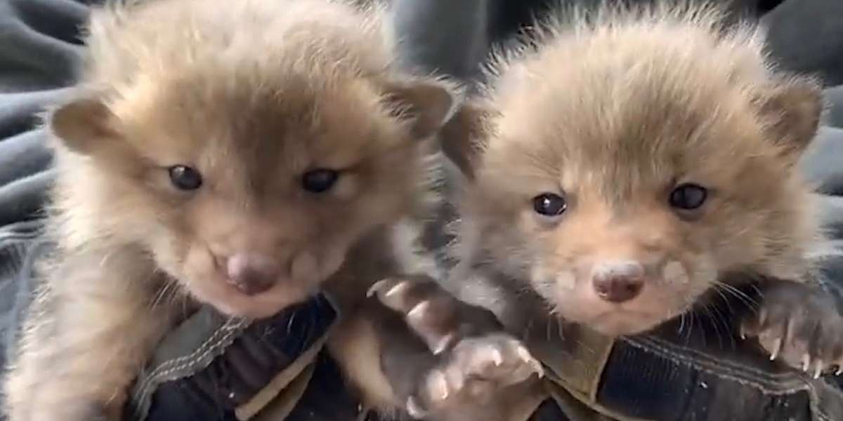 Cutest Baby Foxes Ever Reunite With Mom - Videos - The Dodo