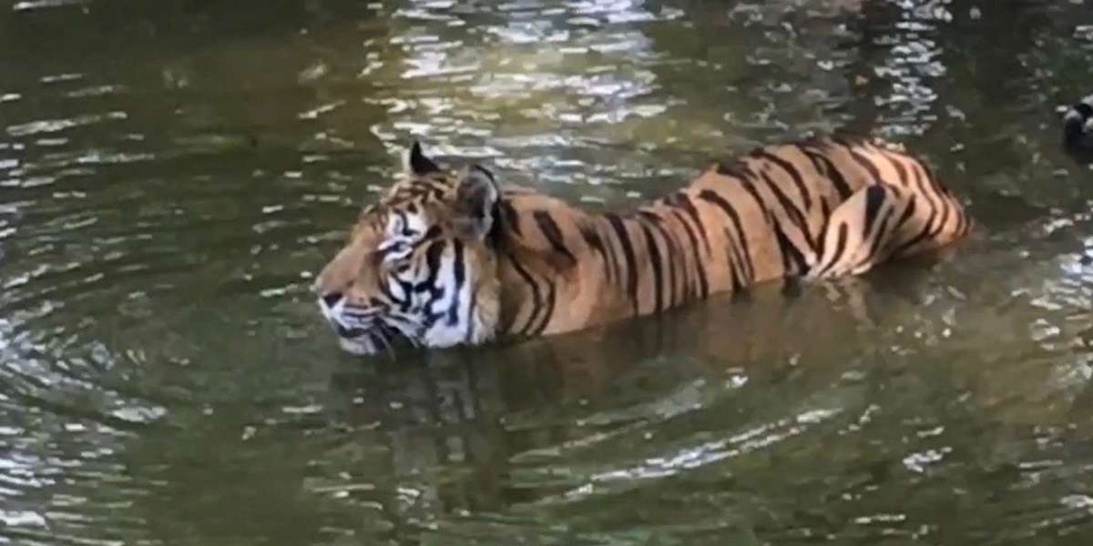 Rescued Tiger Is So Happy He's Free From The Circus - Videos - The Dodo