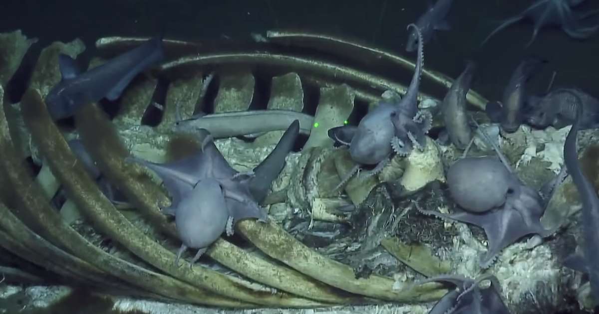 'Whale Fall' Video: Scientists Find Carcass While Live Streaming ...