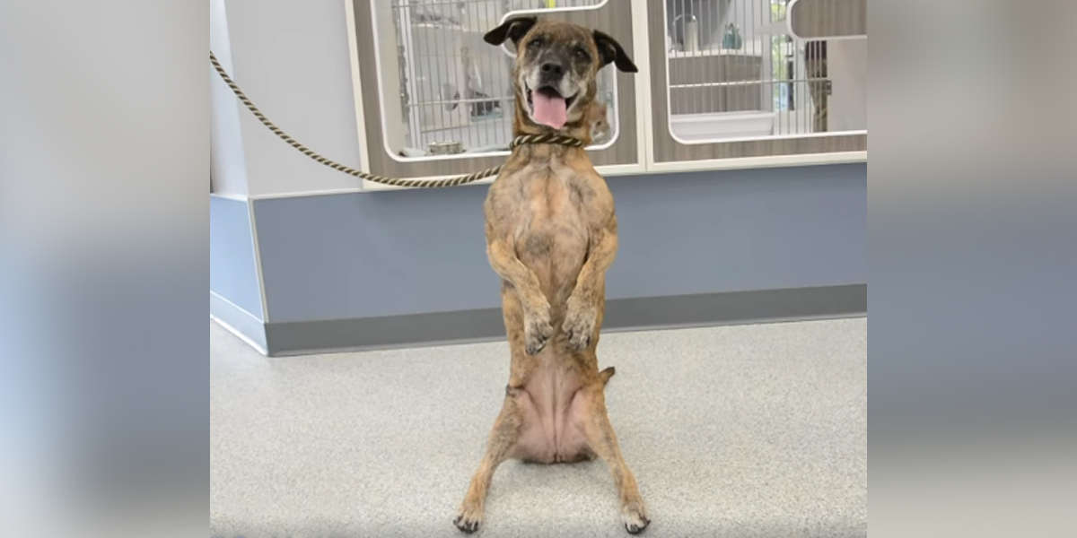 Rescue Dog Wows Shelter Staff With Her Adorable Way Of Sitting - The Dodo