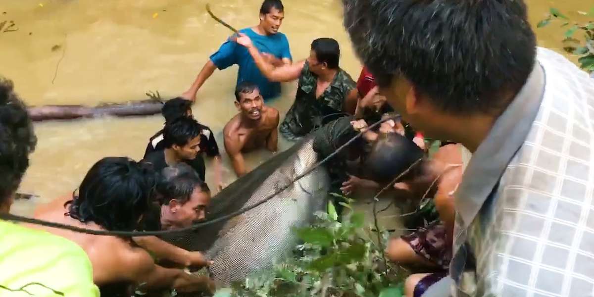 Dozens Of People Come Together To Save 500-Pound Fish - Videos - The Dodo
