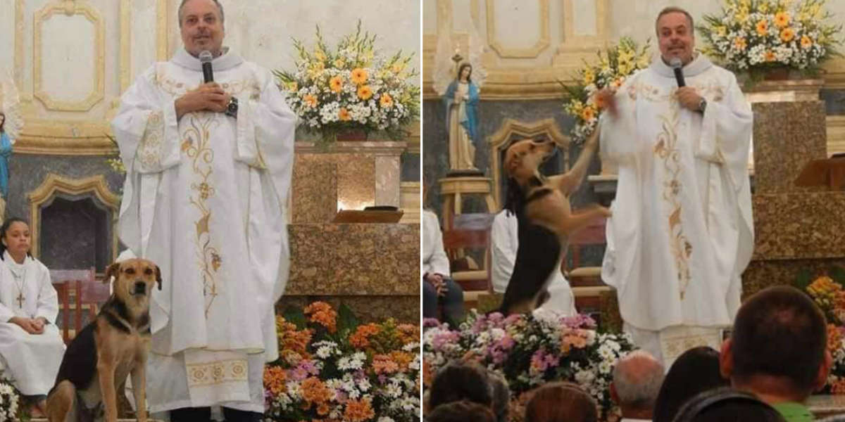 Priest Brings Stray Dogs To Mass To Help Them Get Adopted - The Dodo