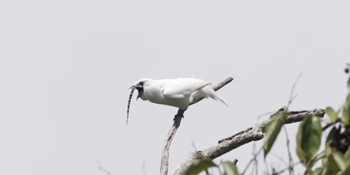 This Is The World's Loudest Bird - The Dodo