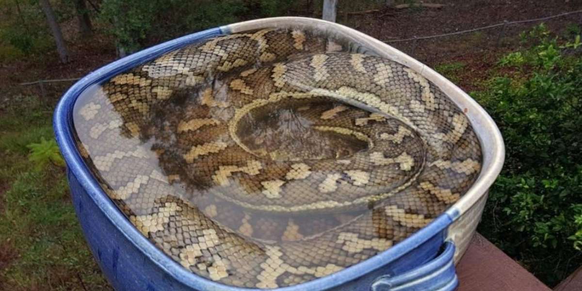 Family Finds Snake In Birdbath - The Dodo
