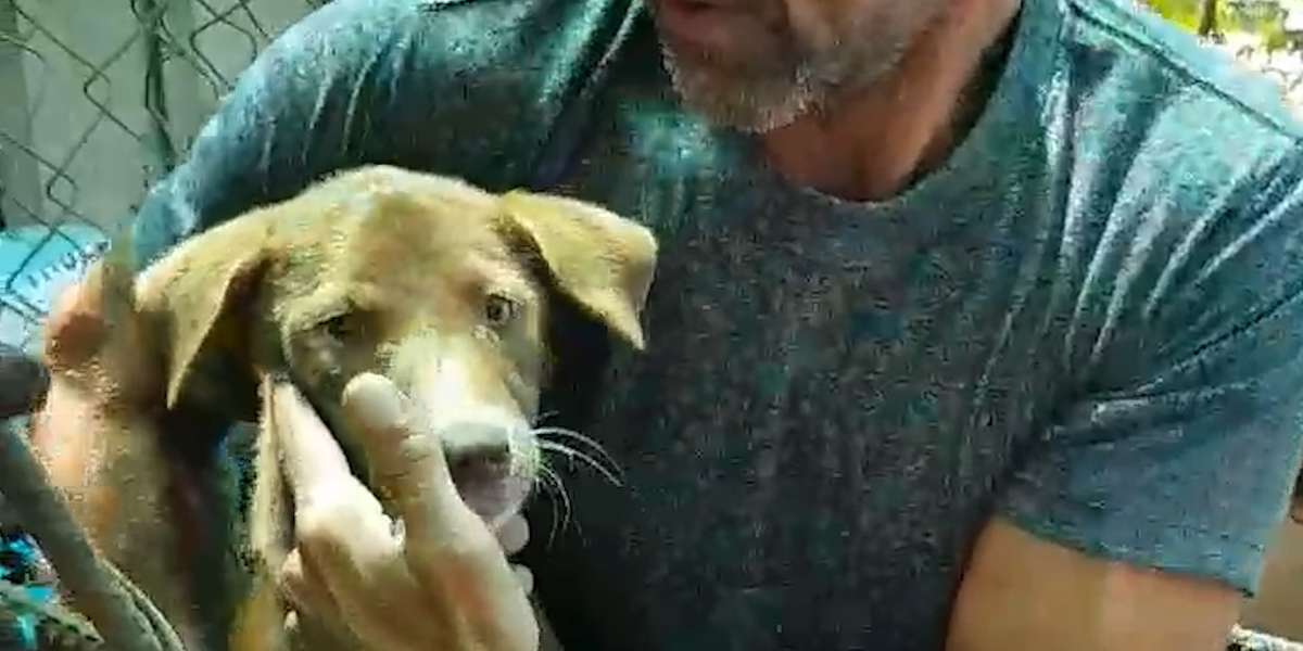 This Guy Gives Up Everything To Rescue Dogs From Hell - Videos - The Dodo