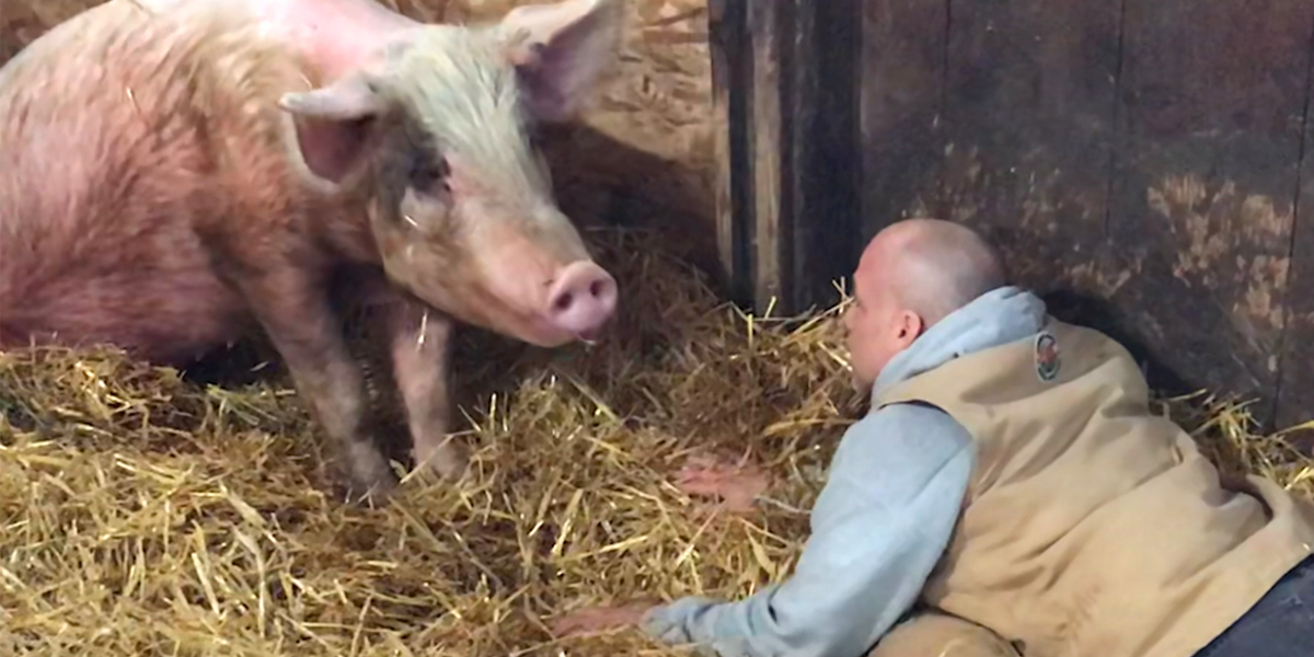 Guy Spends Four Months Helping Pig Walk Again - Videos - The Dodo