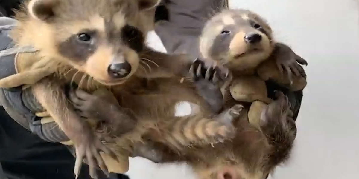 Adorable Babies Get Stuck In A Wall - Videos - The Dodo