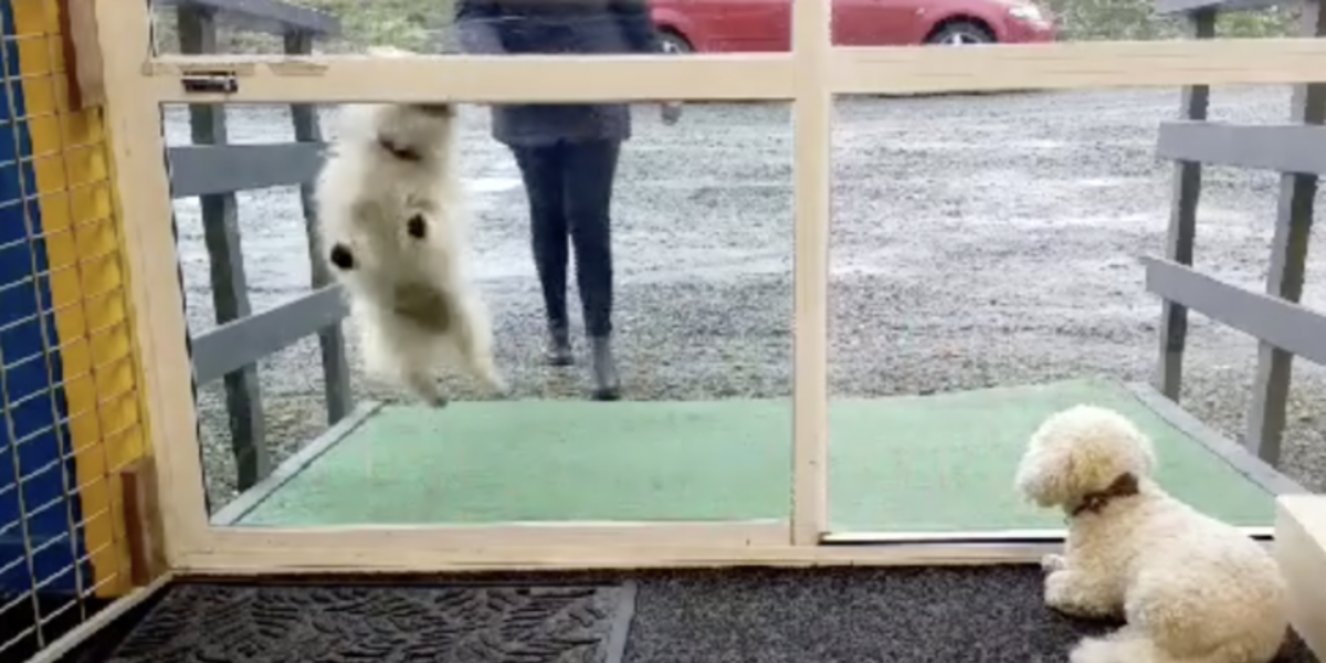 Dogs Love Coming To Doggy Daycare - The Dodo