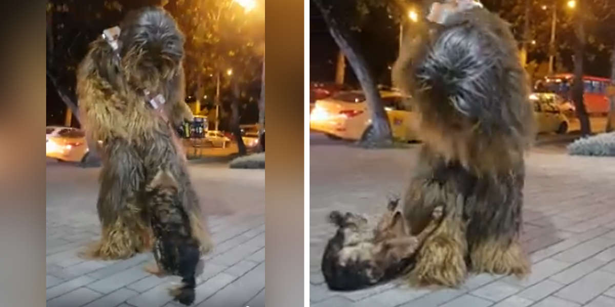 Dog Is So Excited To Bump Into Chewbacca On The Street - The Dodo