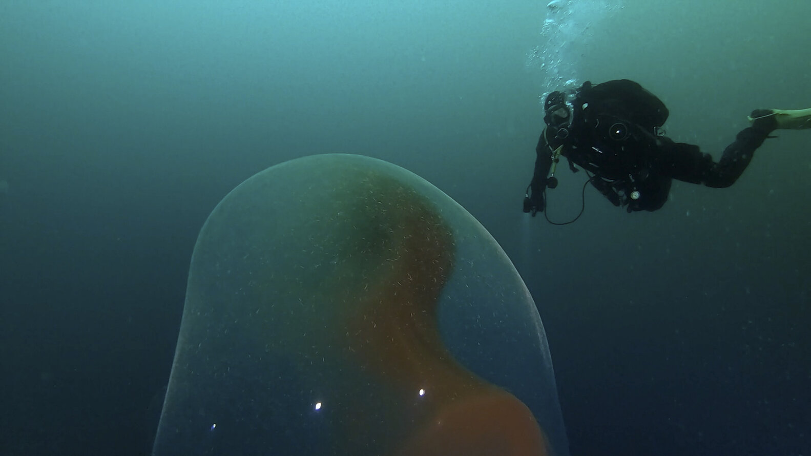 Divers Find Mysterious Sphere Off The Norwegian Coast - The Dodo
