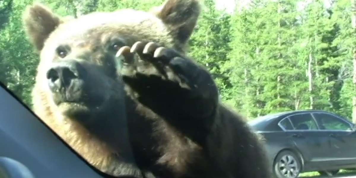 Bear Decides He Really, Really Likes Family's Car - Videos - The Dodo