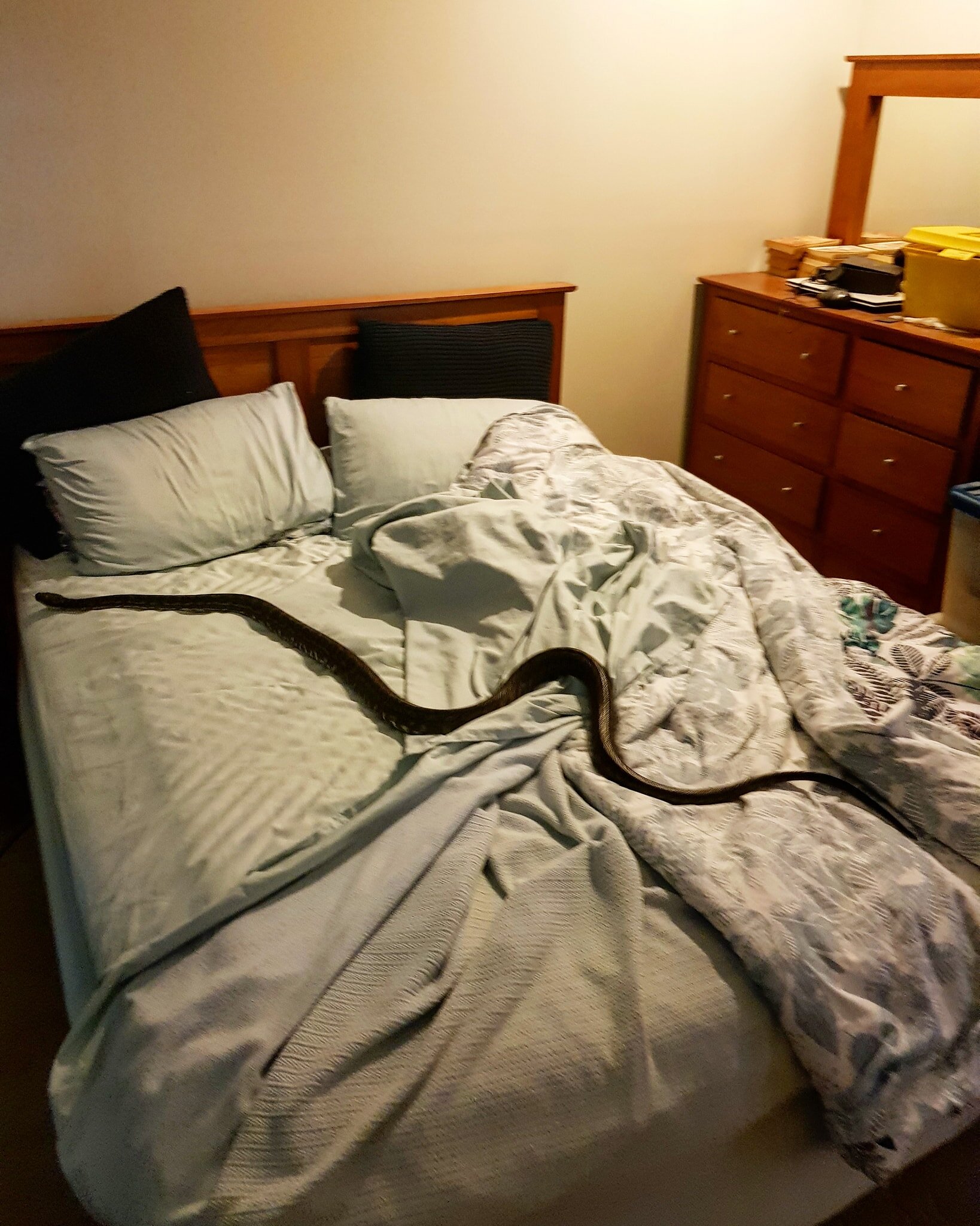 Woman Finds Snake On Her Bed - The Dodo