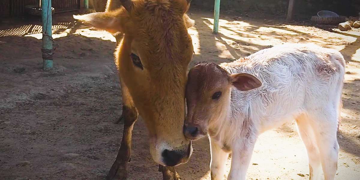 Baby Cow Was So Worried When Her Mom Was Sick - Videos - The Dodo